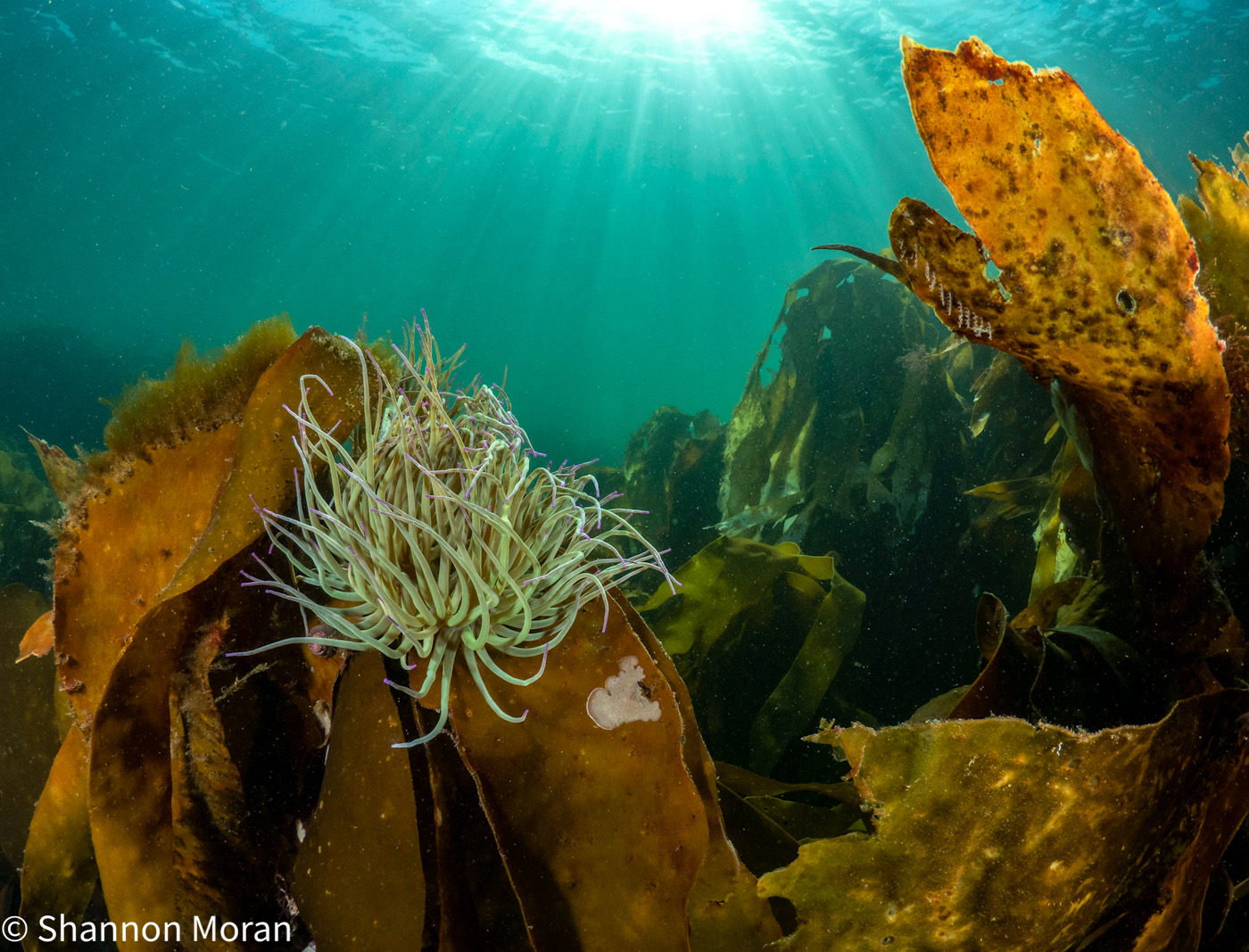 Castle Beach dive site | PADI