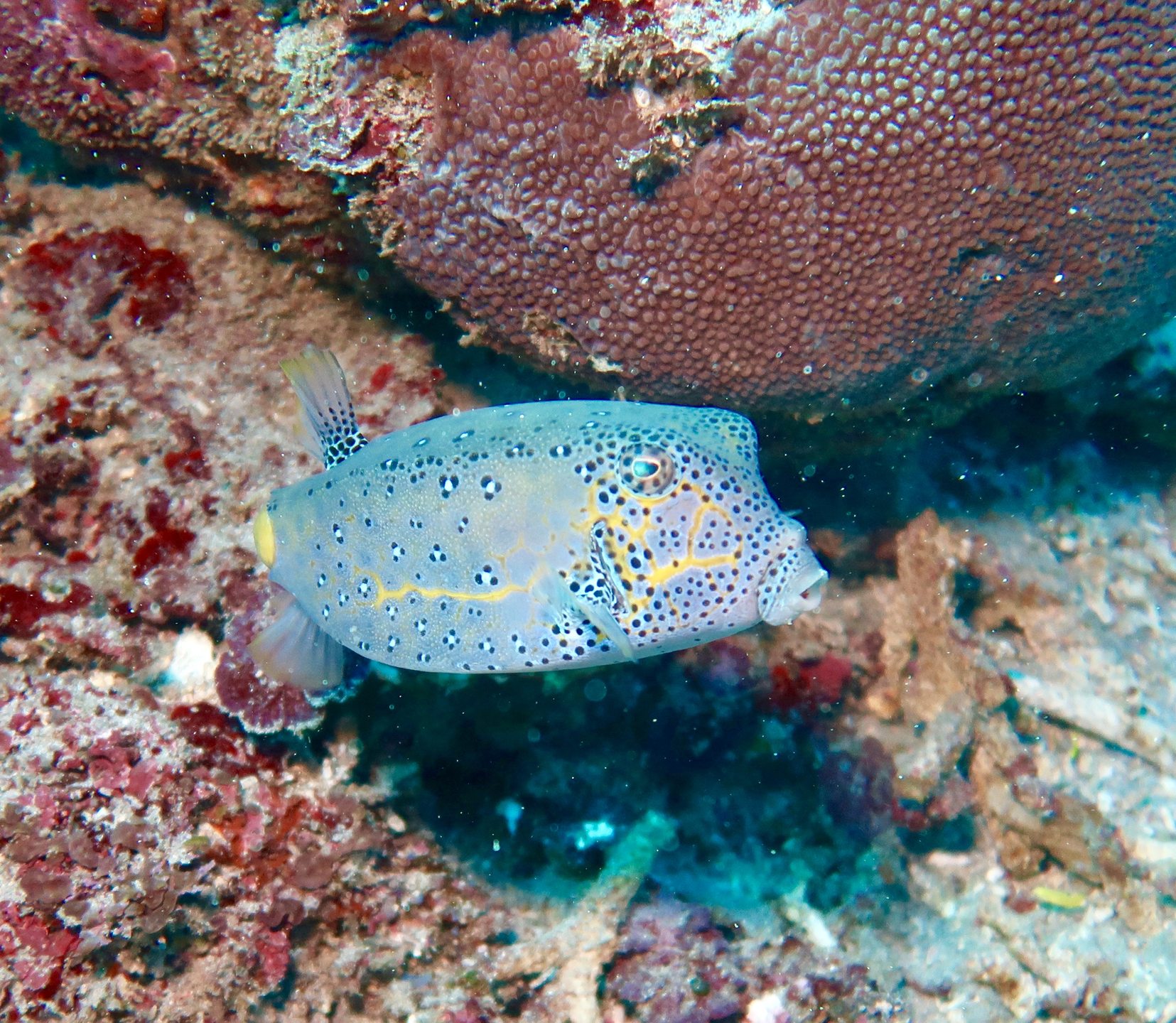 Sental dive site | PADI