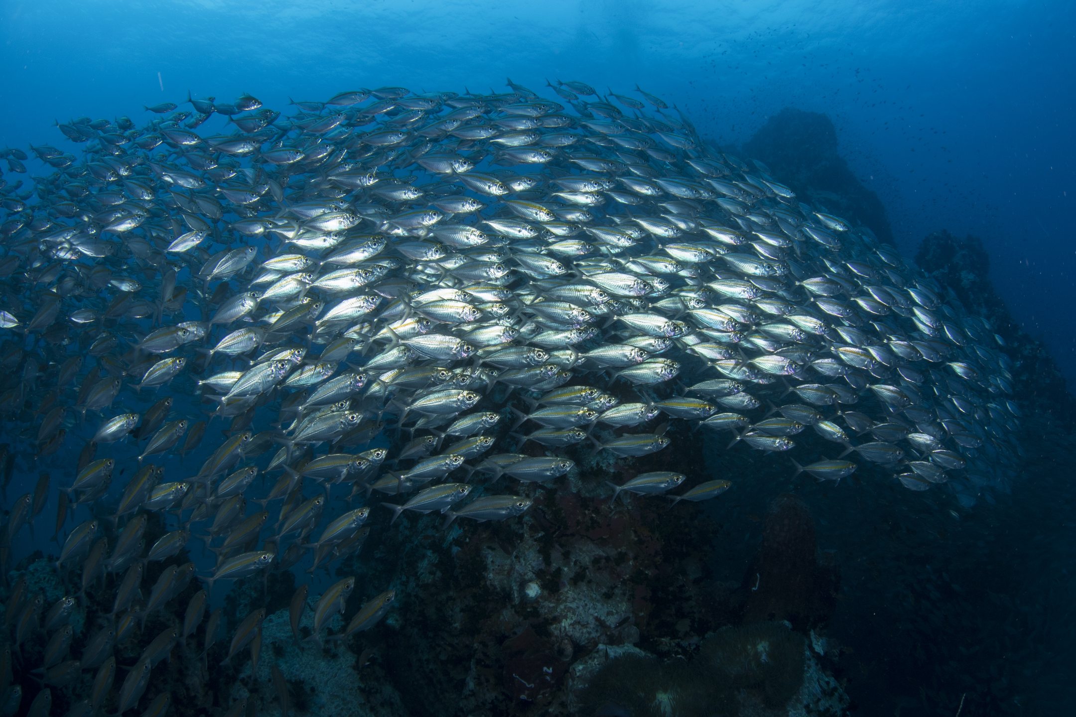 Chumphon Pinnacle dive site | PADI