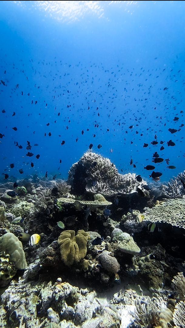 Outer Reef 다이빙 포인트 | PADI