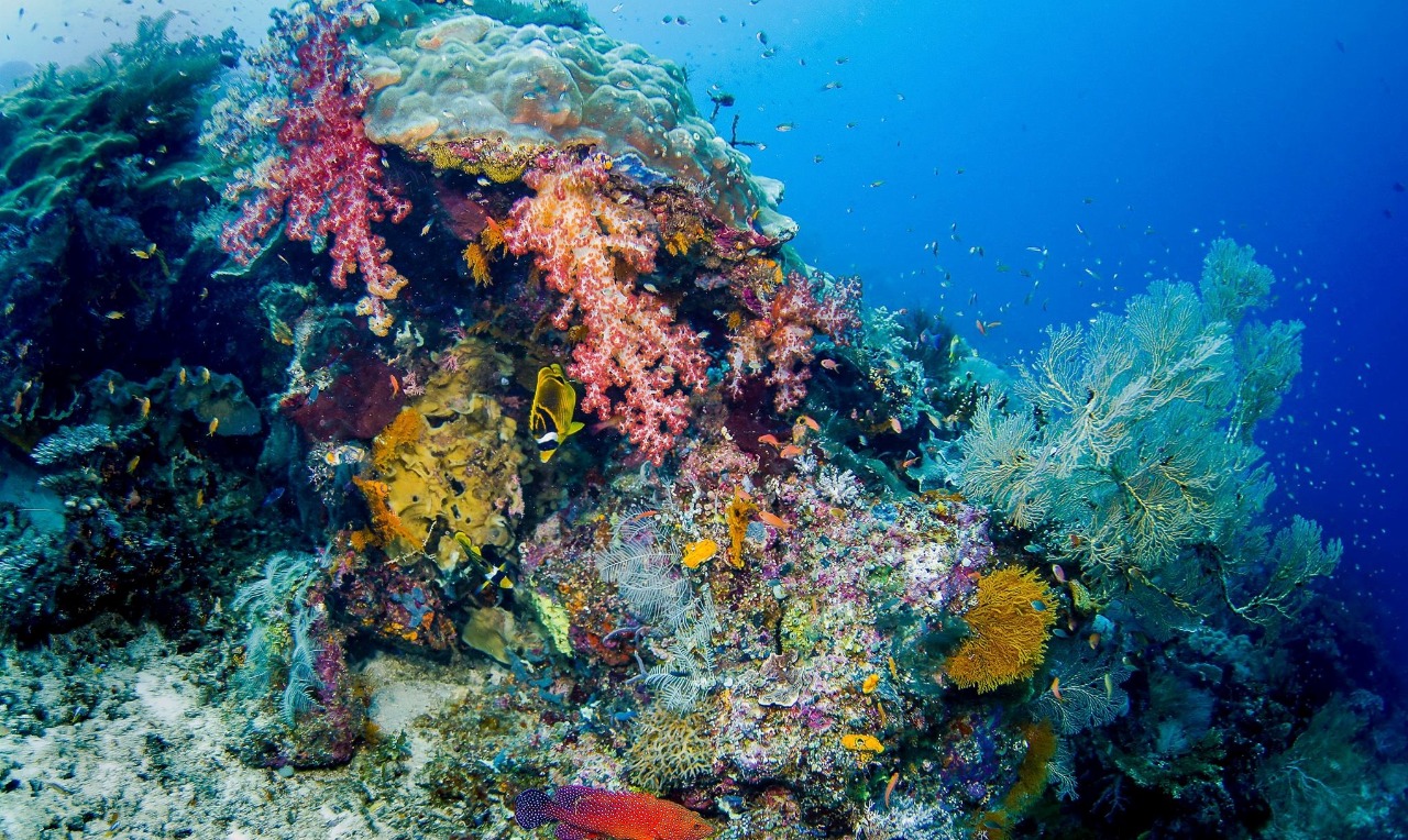 Sito d'immersione Chicken reef | PADI