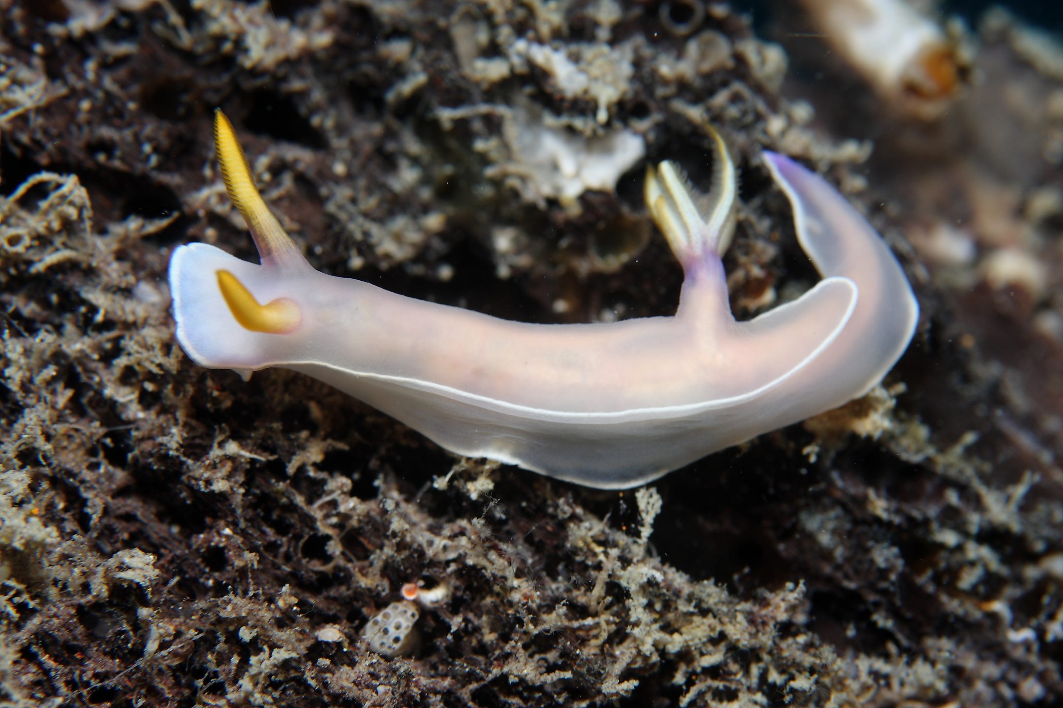 Bintang Reef, Pulau Seribu, Jakarta dive site | PADI