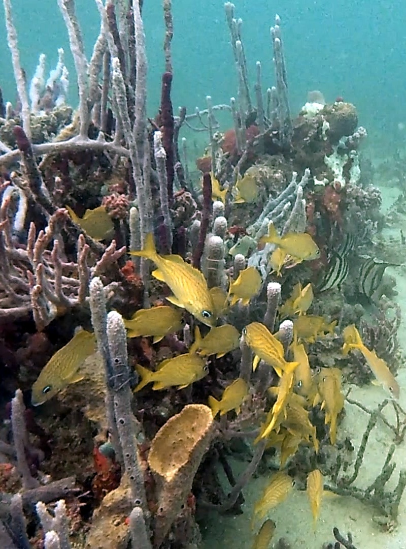 Bouy Line dive site | PADI