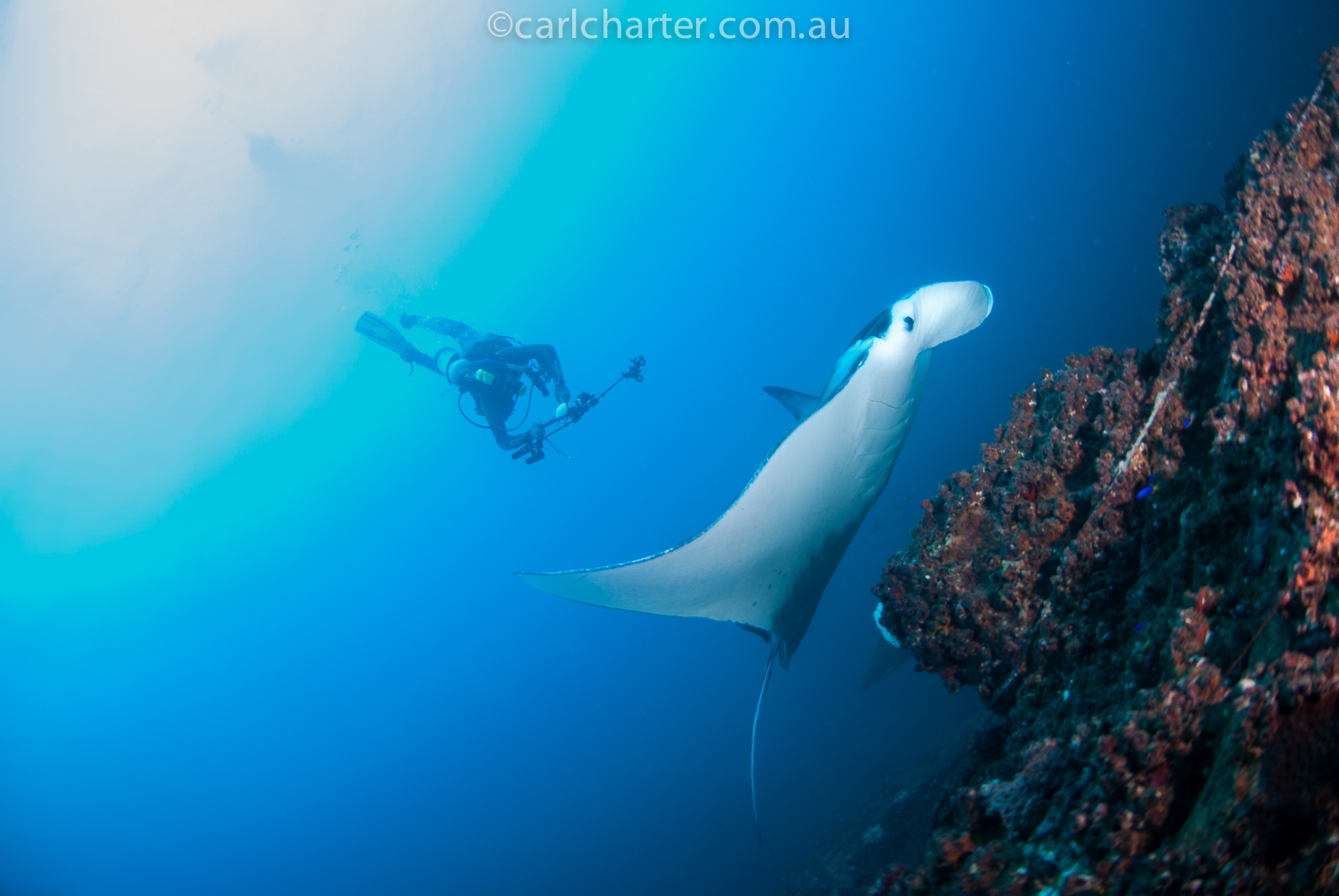 Wolf Rock dive site | PADI