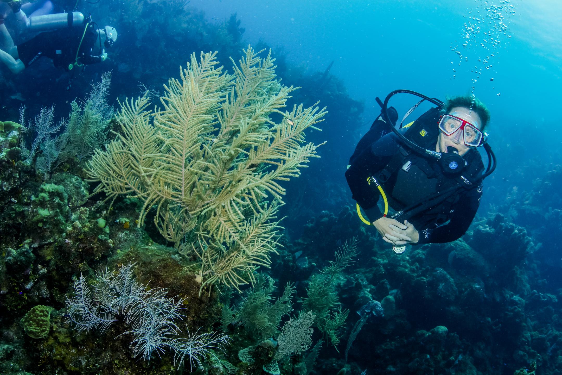 Canyon Reef dive site | PADI
