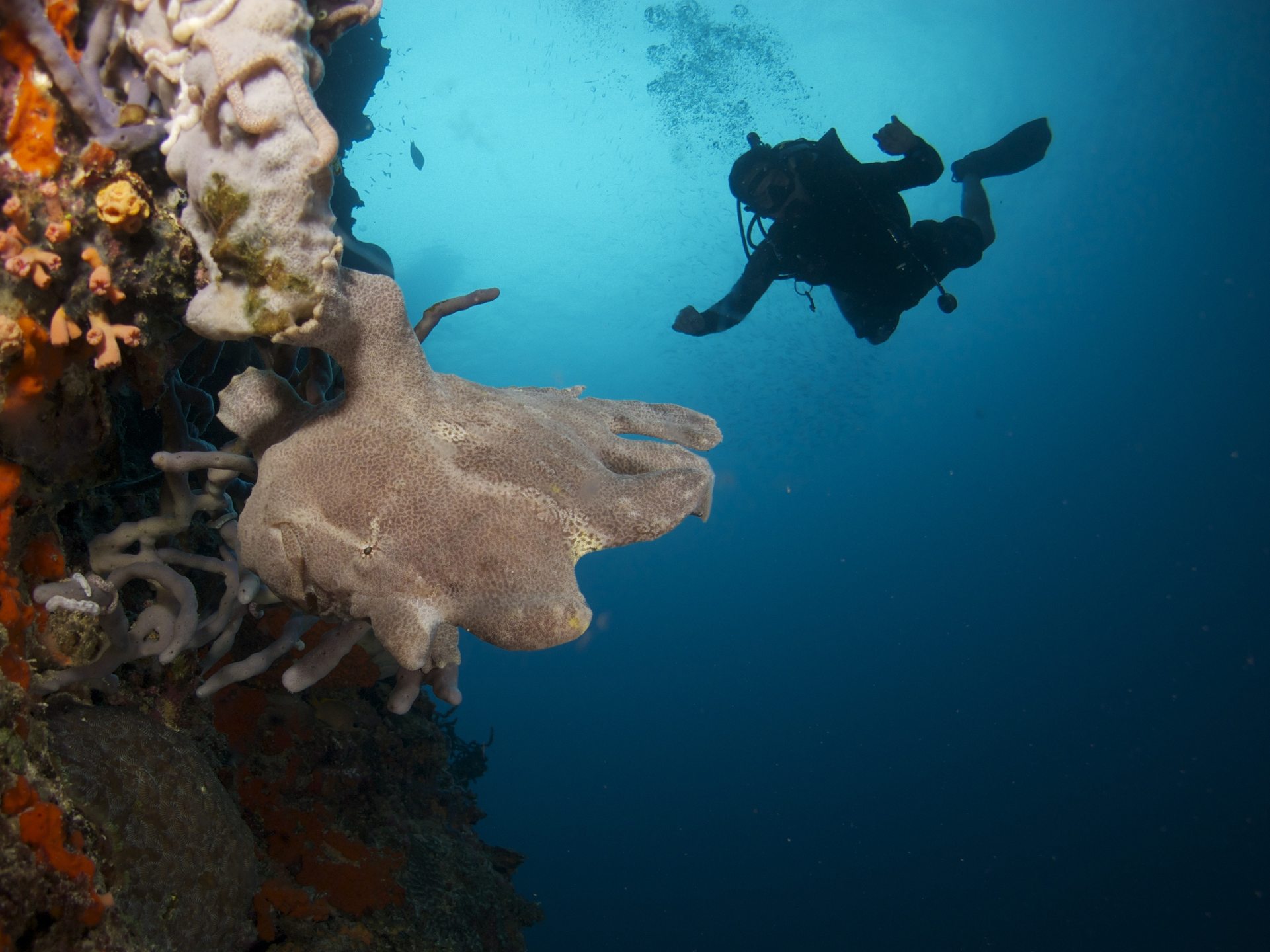 Tongo Point Marine Sanctuary dive site | PADI