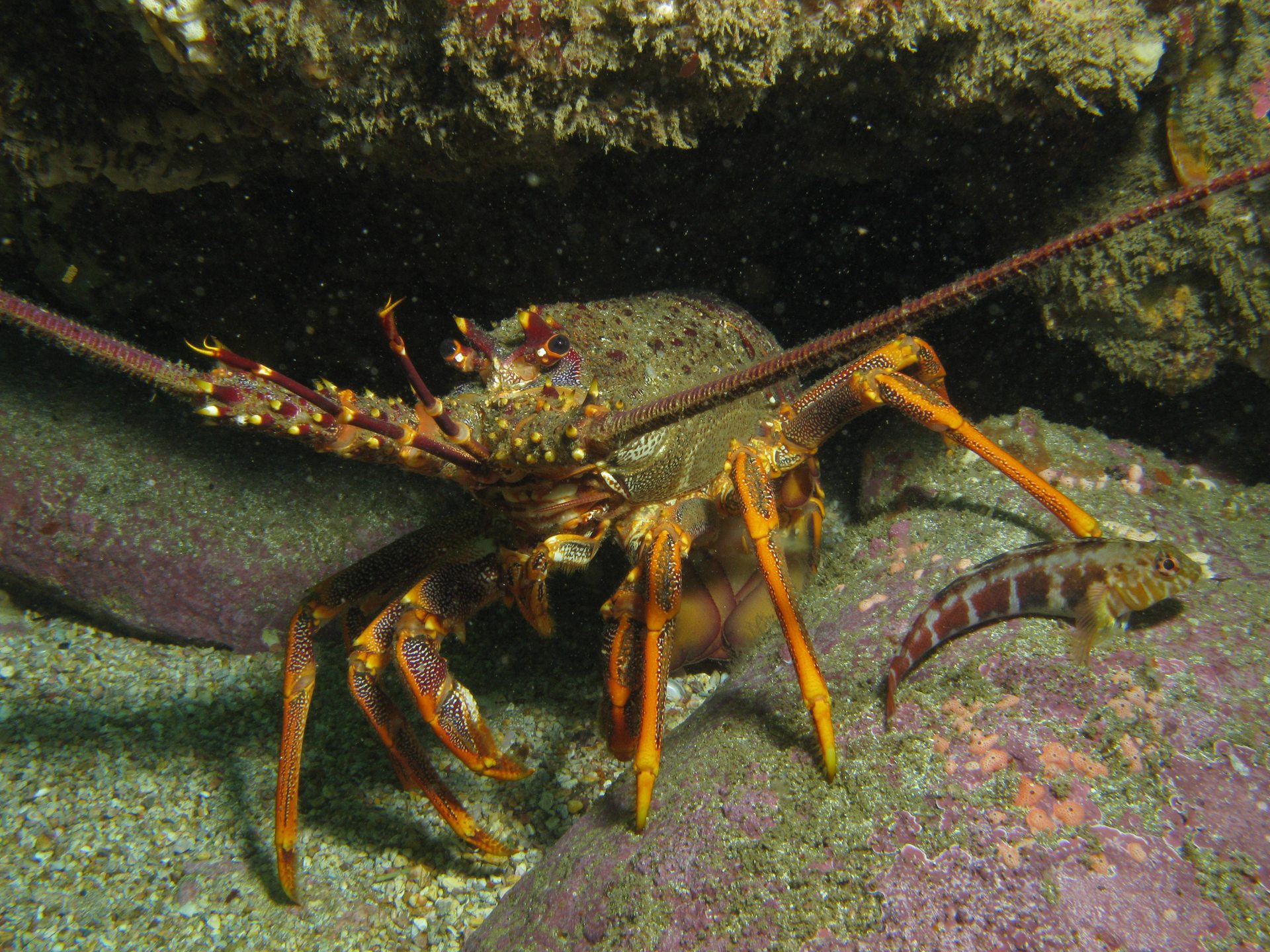 Crayfish Bay潜水点 | PADI