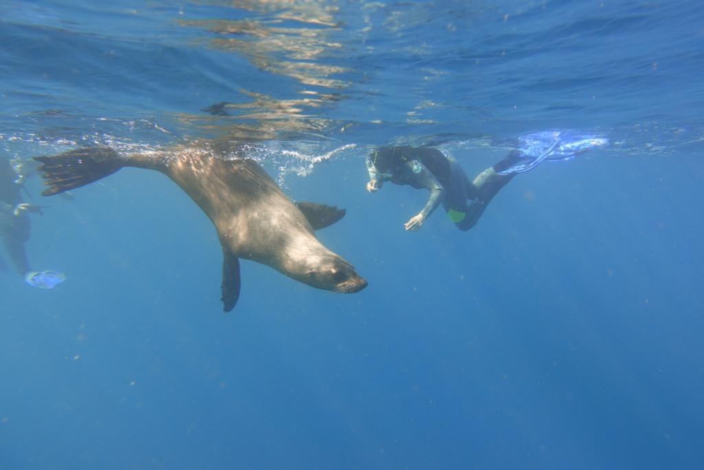 Martin Island dive site | PADI