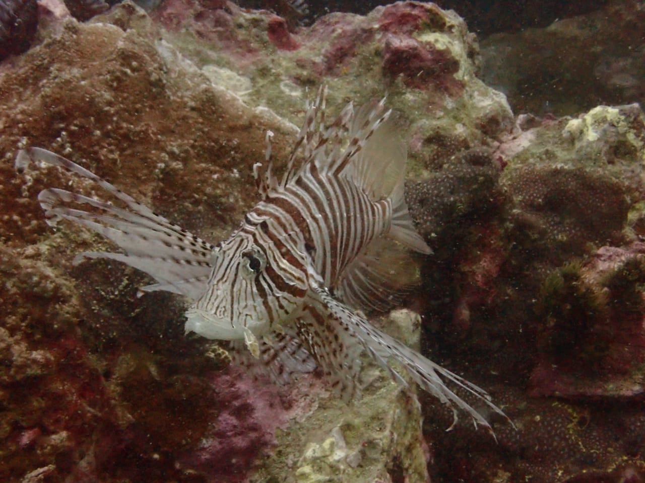 Chumphon Pinnacle dive site | PADI