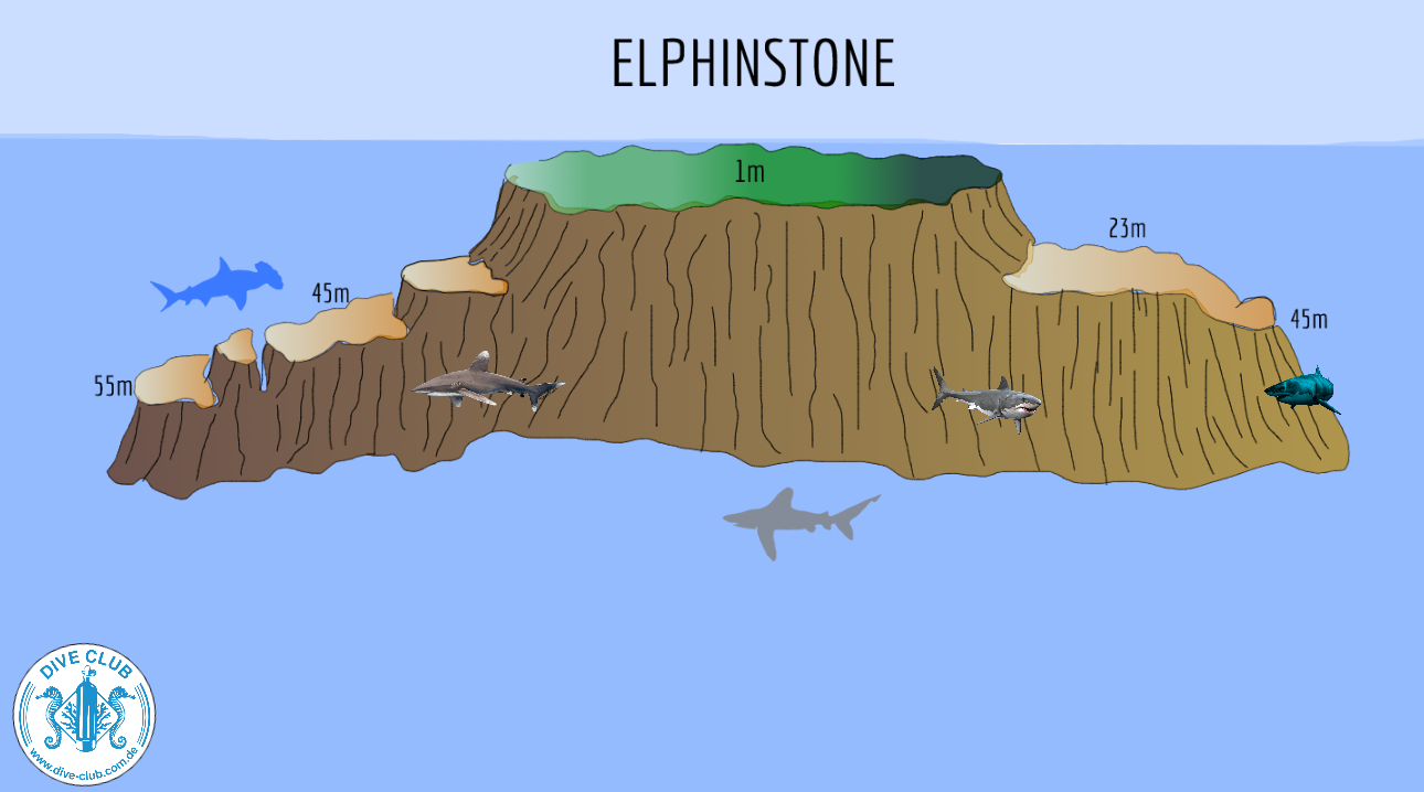 Elphinstone Reef的潛點 | PADI