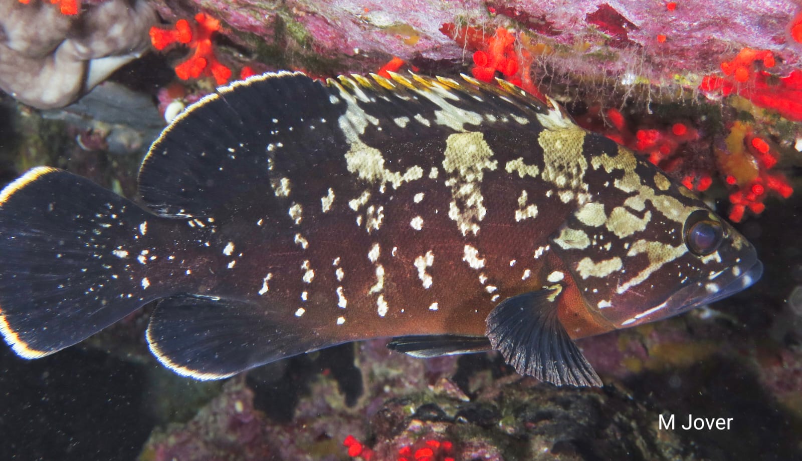 Santa Anna dive site | PADI