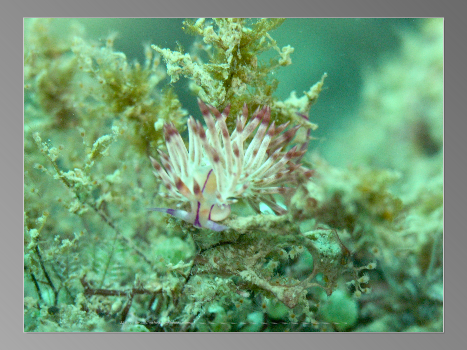 Last Tree dive site | PADI