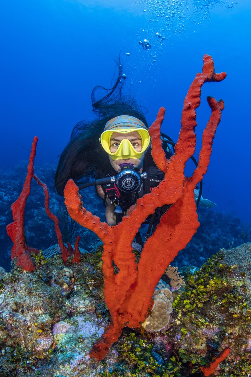 Scuba Bowl dive site | PADI