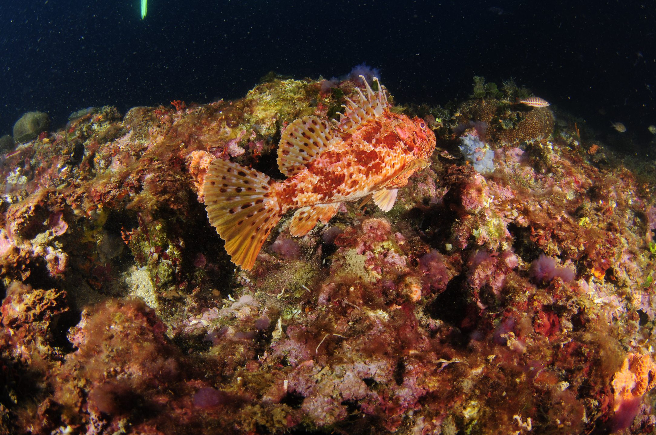 London Bridge dive site | PADI
