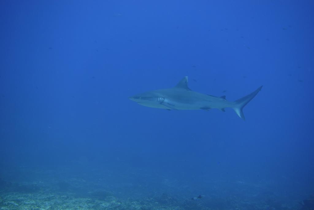 Black Rock dive site | PADI