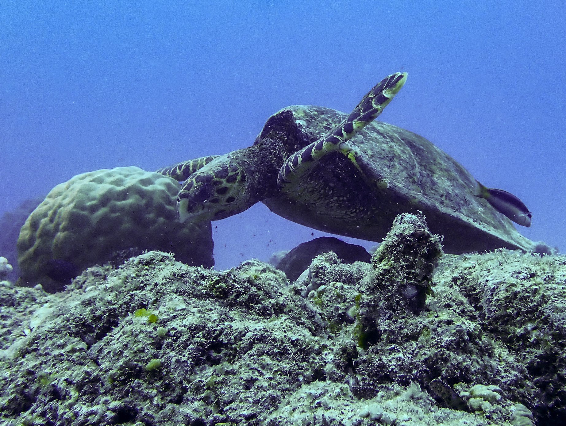Turtle Point dive site | PADI
