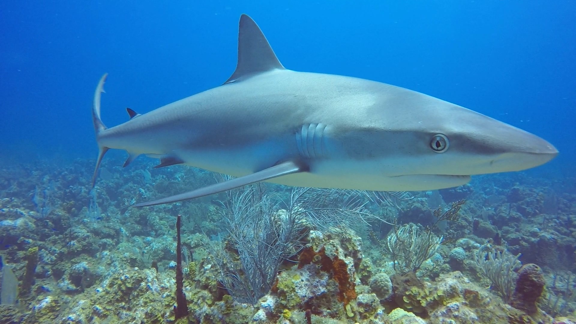 The Rock dive site | PADI