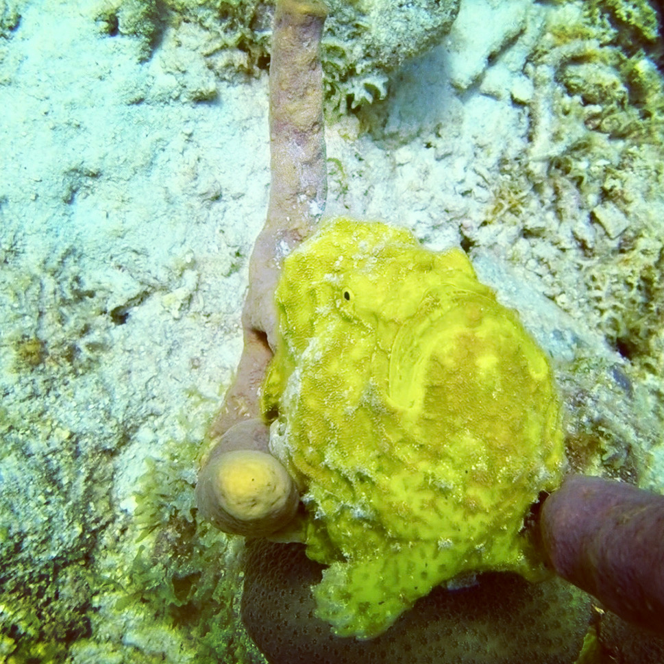 Bari´s Reef (Scuba Do Bonaire house Reef) dive site | PADI