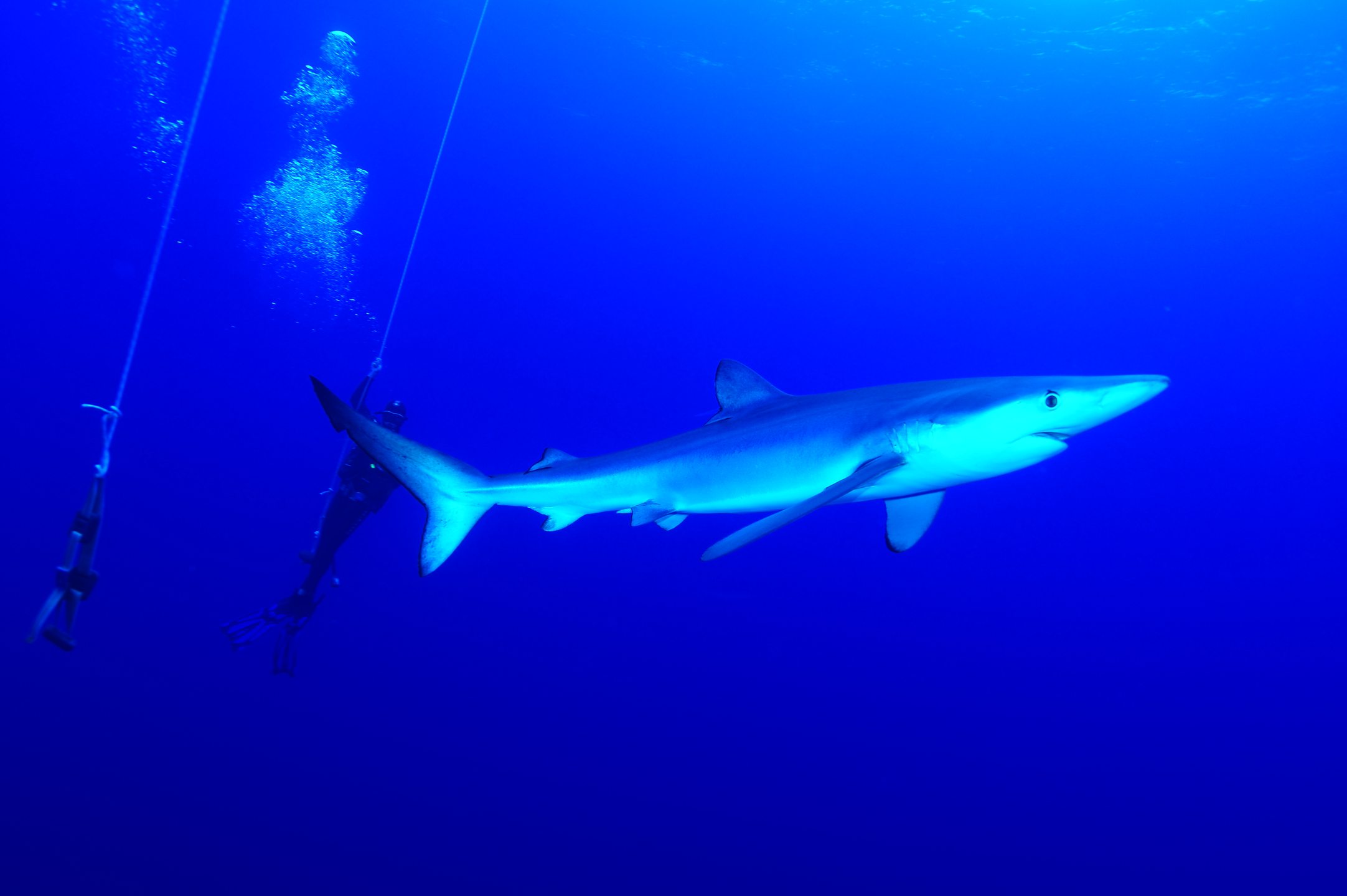 Condor's bank dive site | PADI