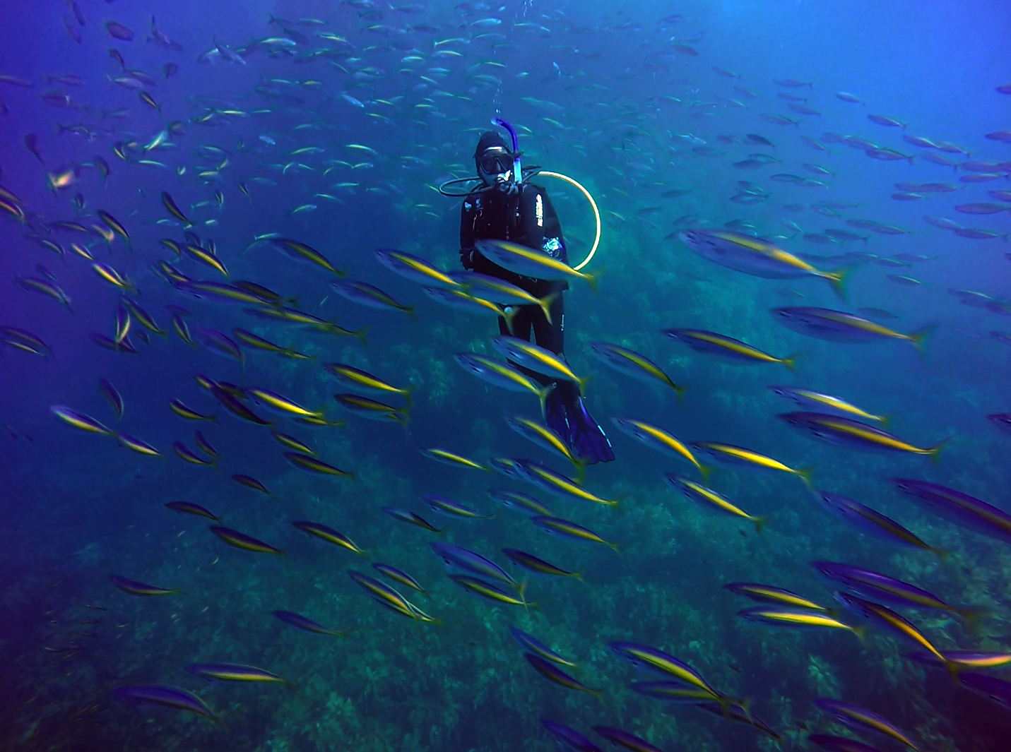 Aldermen Islands dive site | PADI