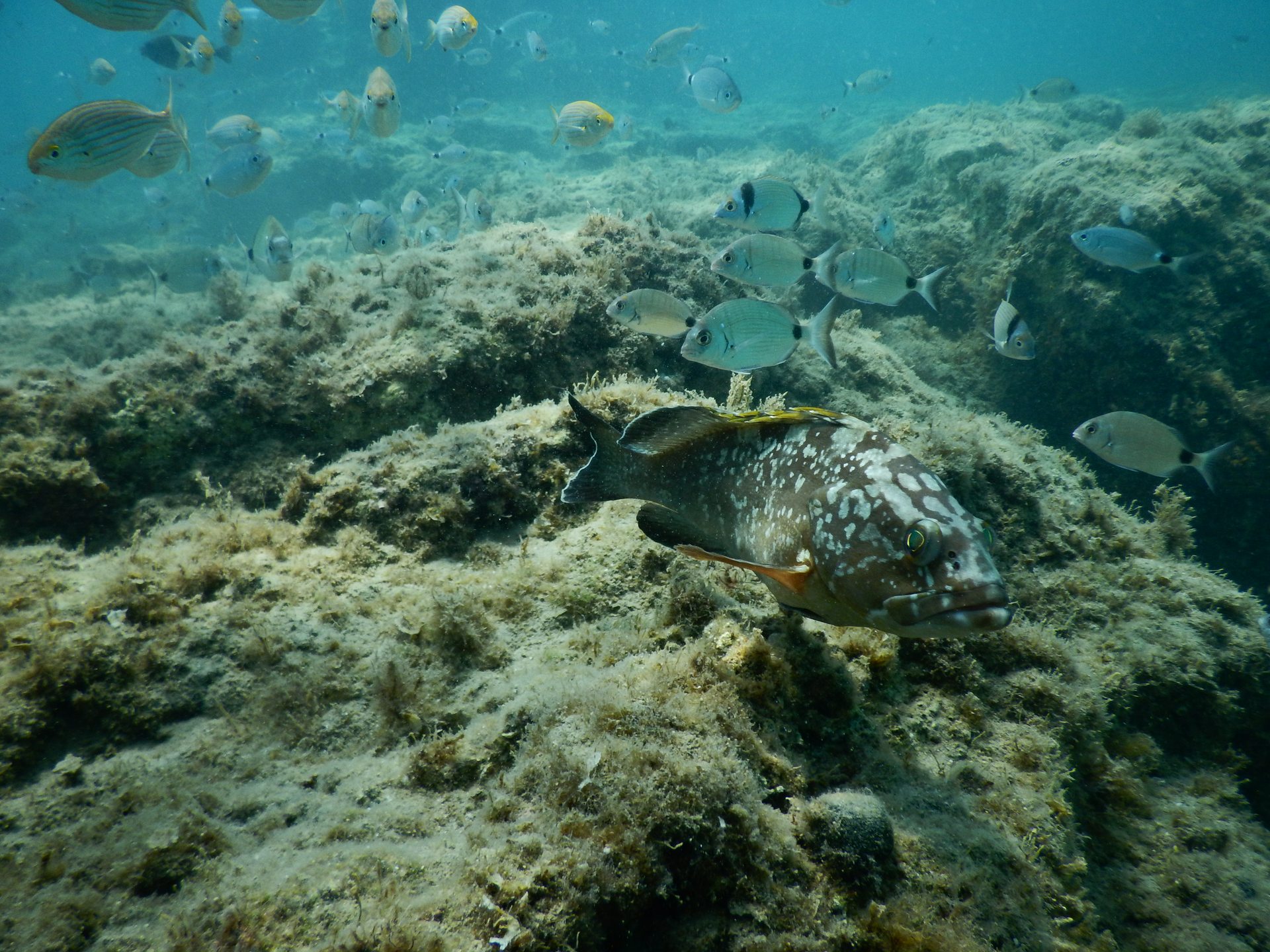 Kori dive site | PADI