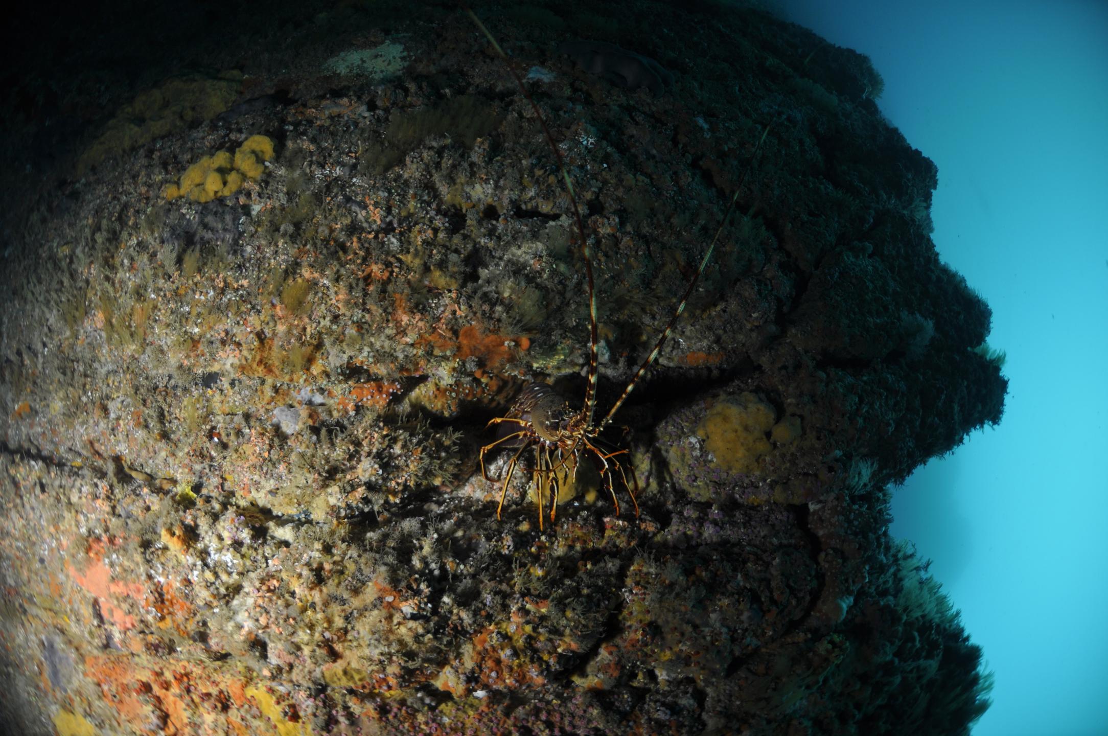 Vapor do Trigo - Andreos dive site | PADI