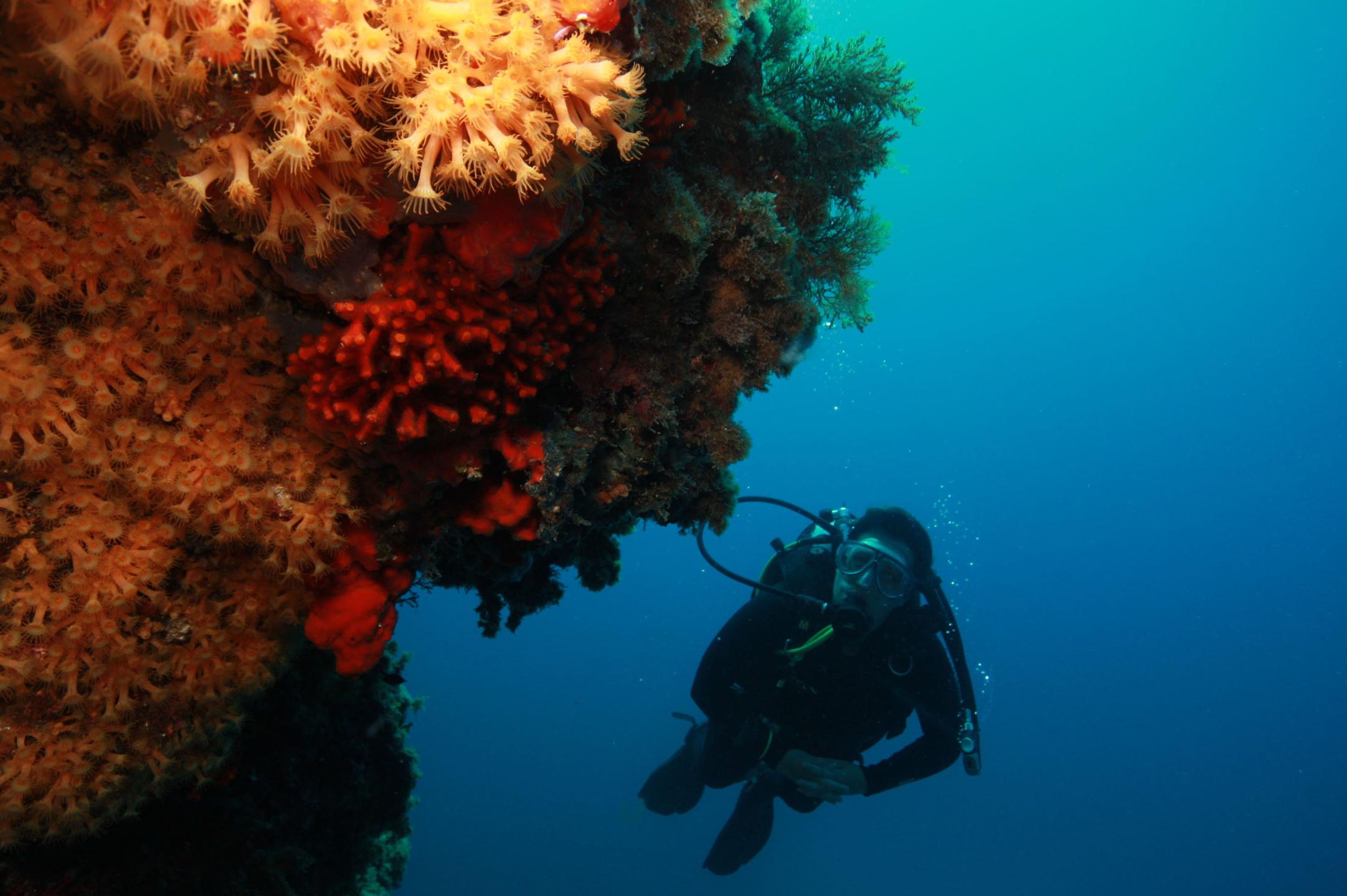 Isla Santa Eulalia South dive site | PADI