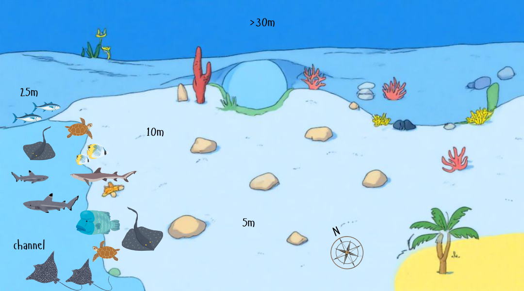 Kuredu Express dive site | PADI