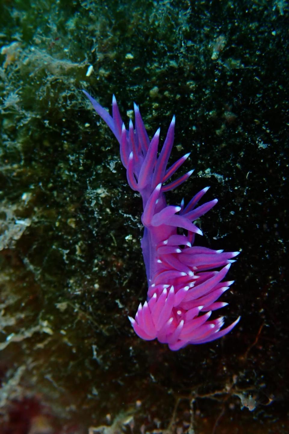 la calcarella dive site | PADI