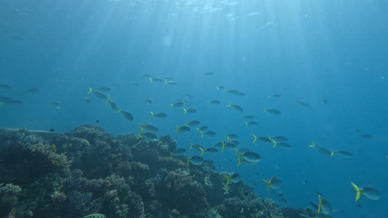 Peanuts dive site | PADI