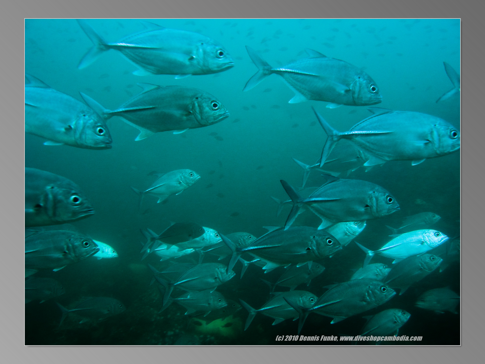 Vietnamese Bay dive site | PADI