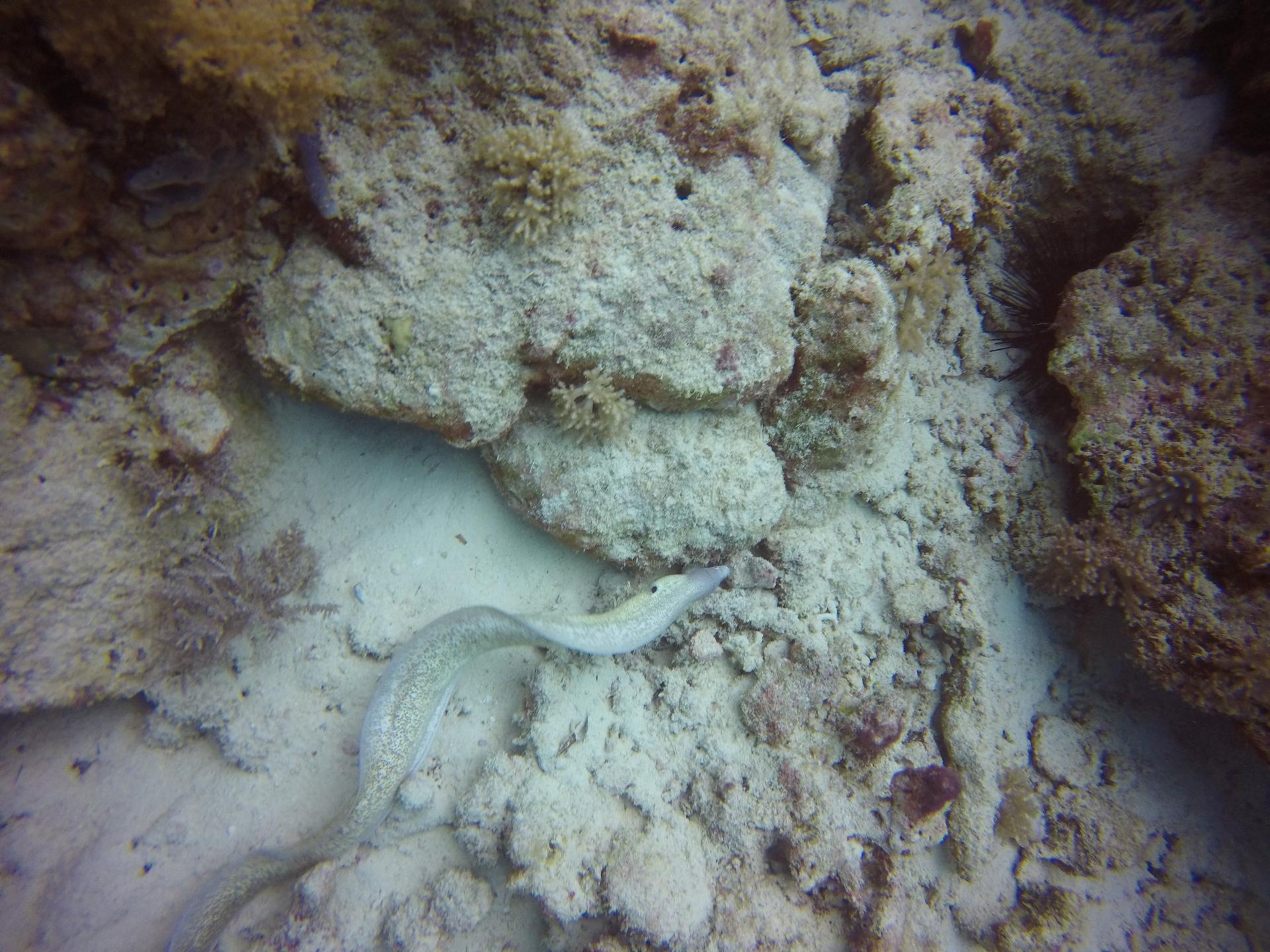 Hakuna Matiti dive site | PADI