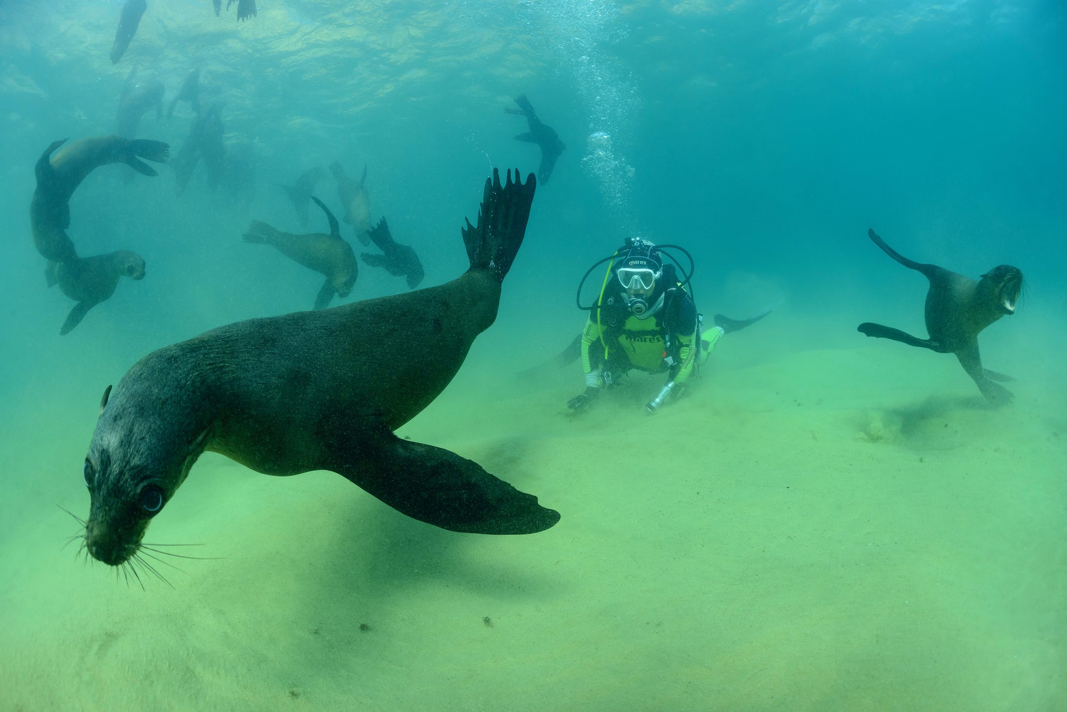 Seal Dive dive site | PADI