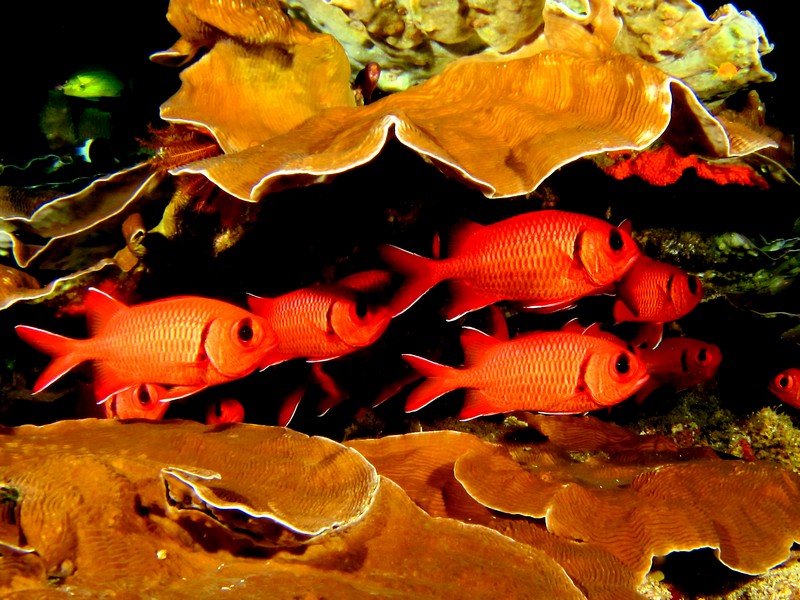 Pinnacles dive site | PADI