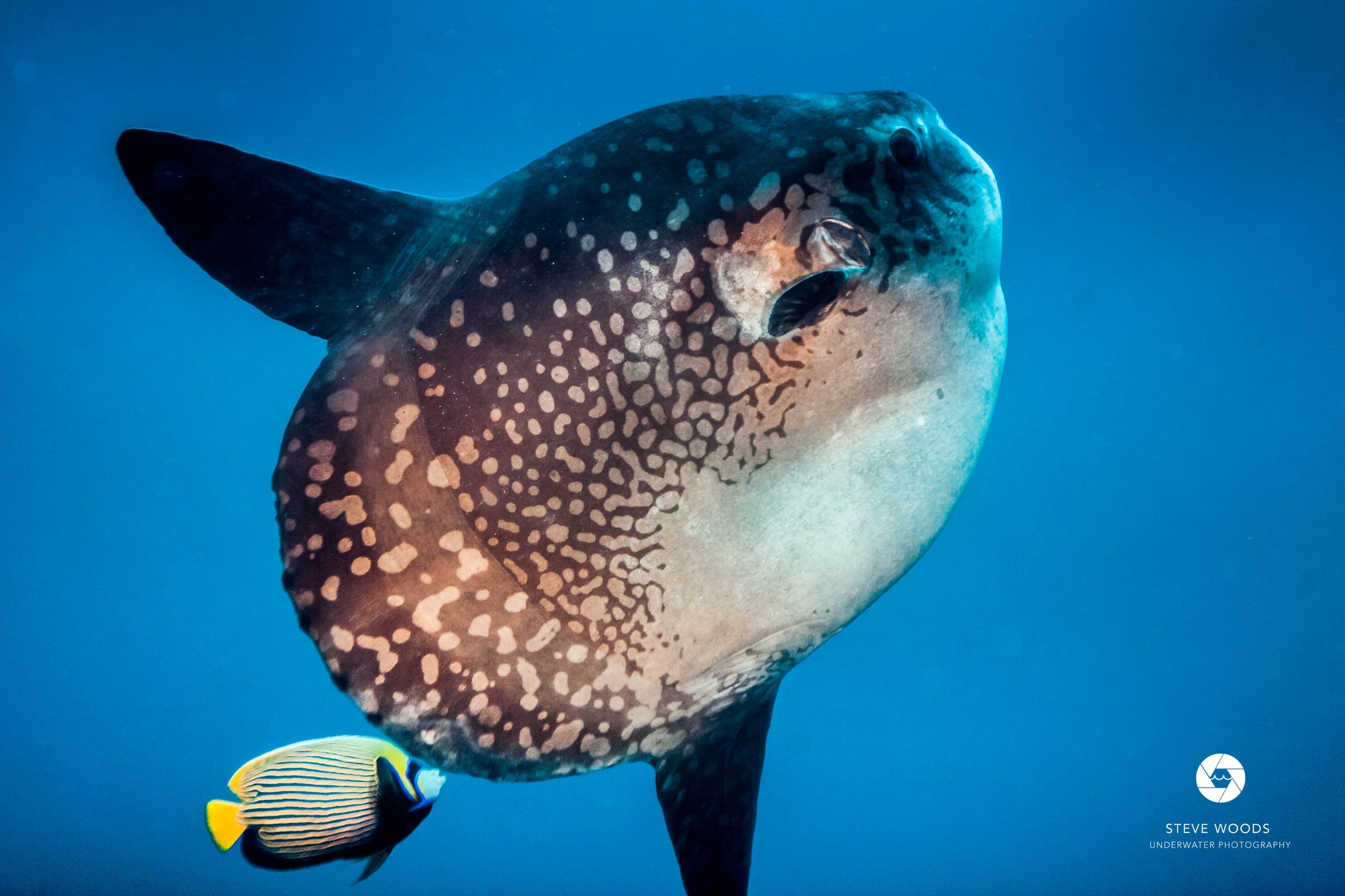 Blue Corner dive site | PADI