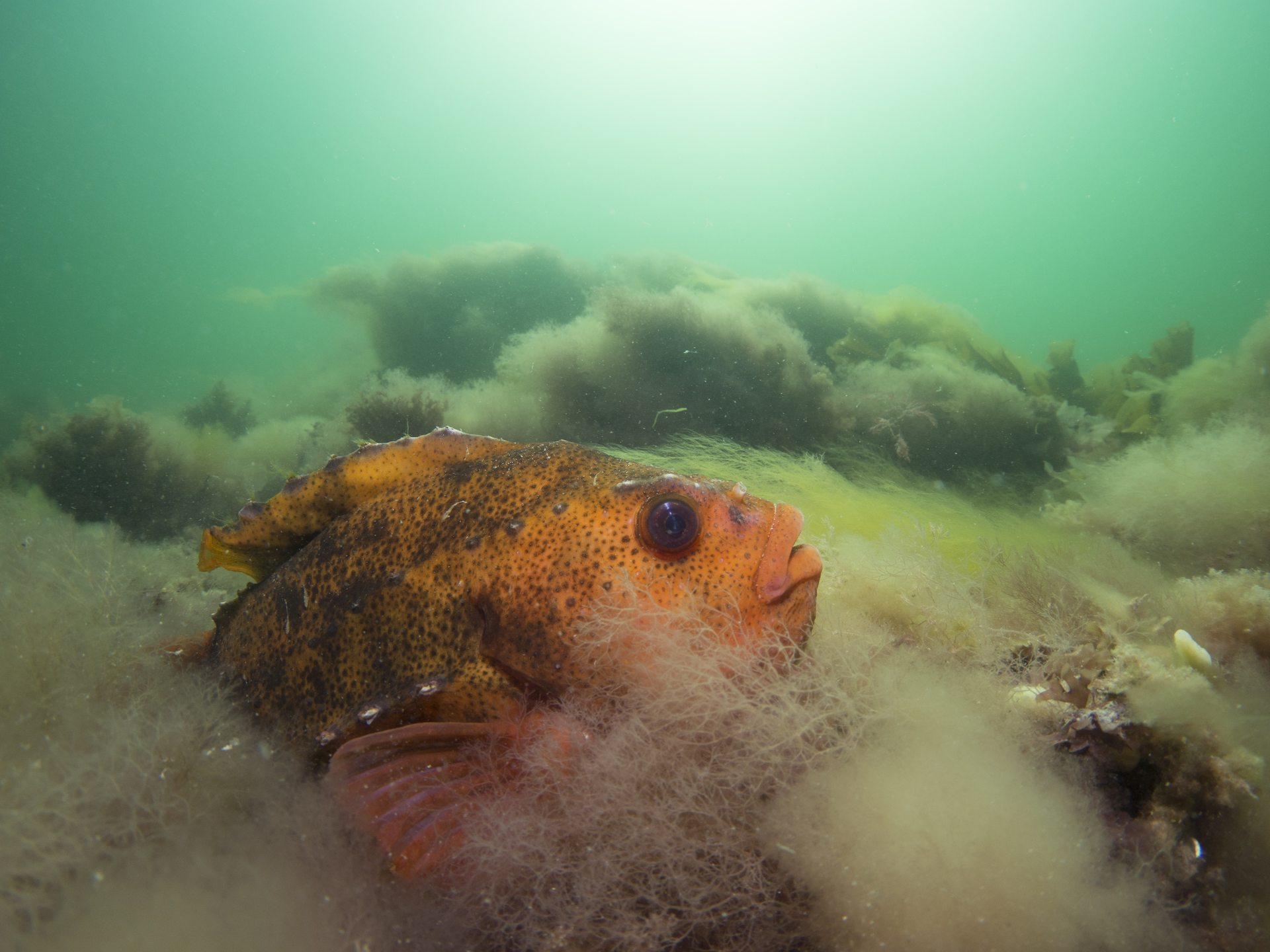 Gl. Ålbo dive site | PADI