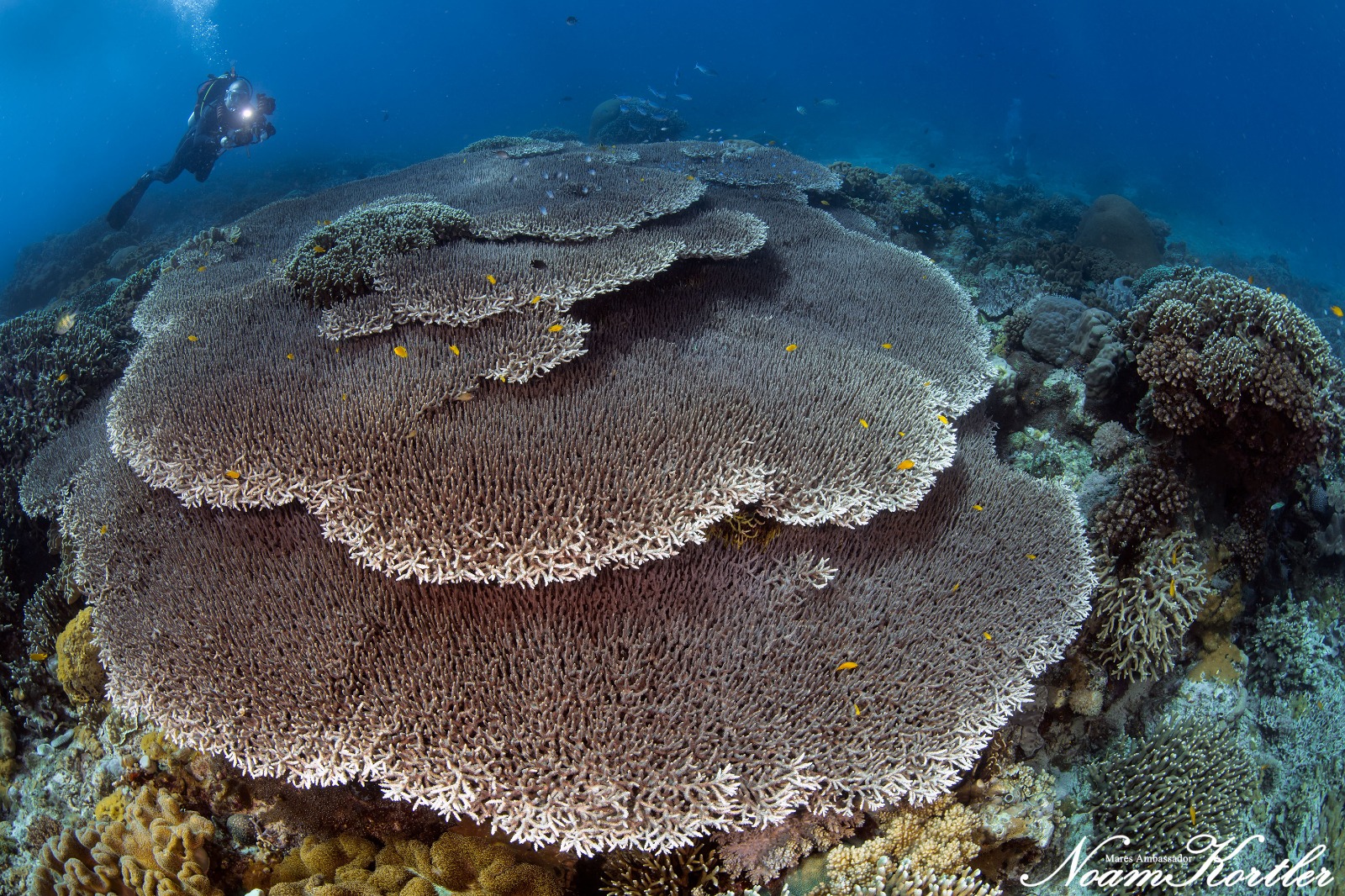 Wreck Point dive site | PADI