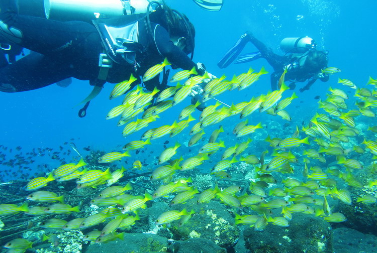 house reff dive site | PADI