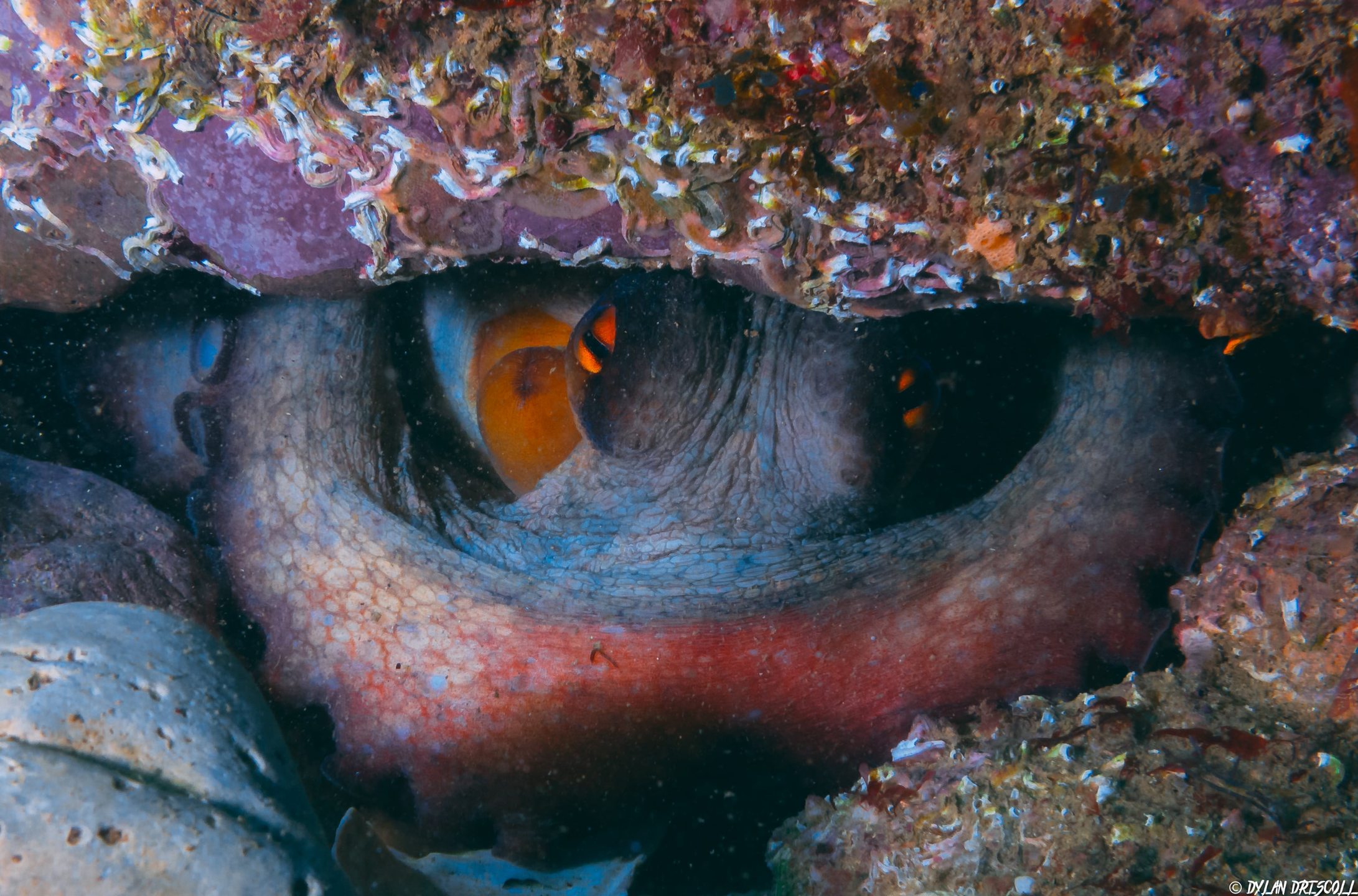 Mosh wall dive site | PADI