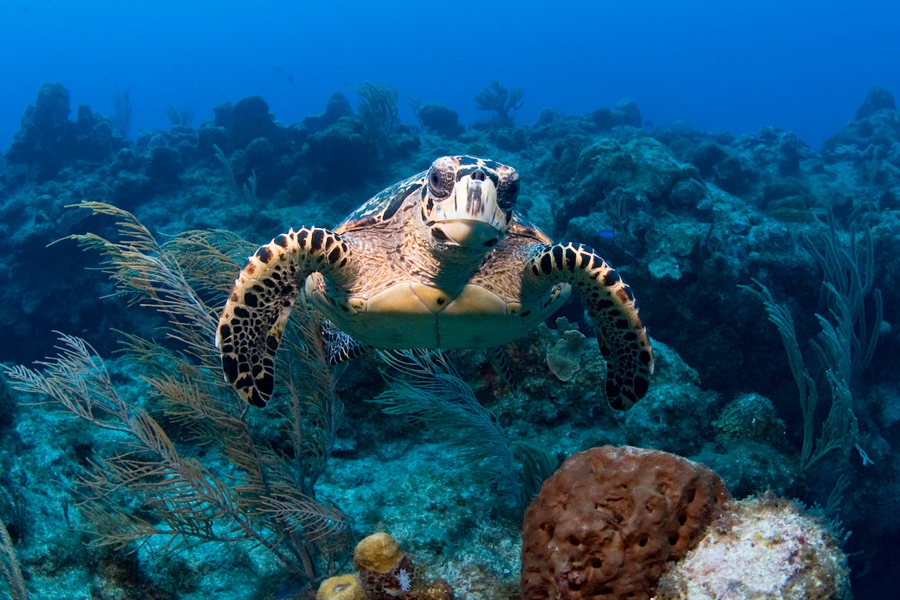 High Rock Drop Off dive site | PADI