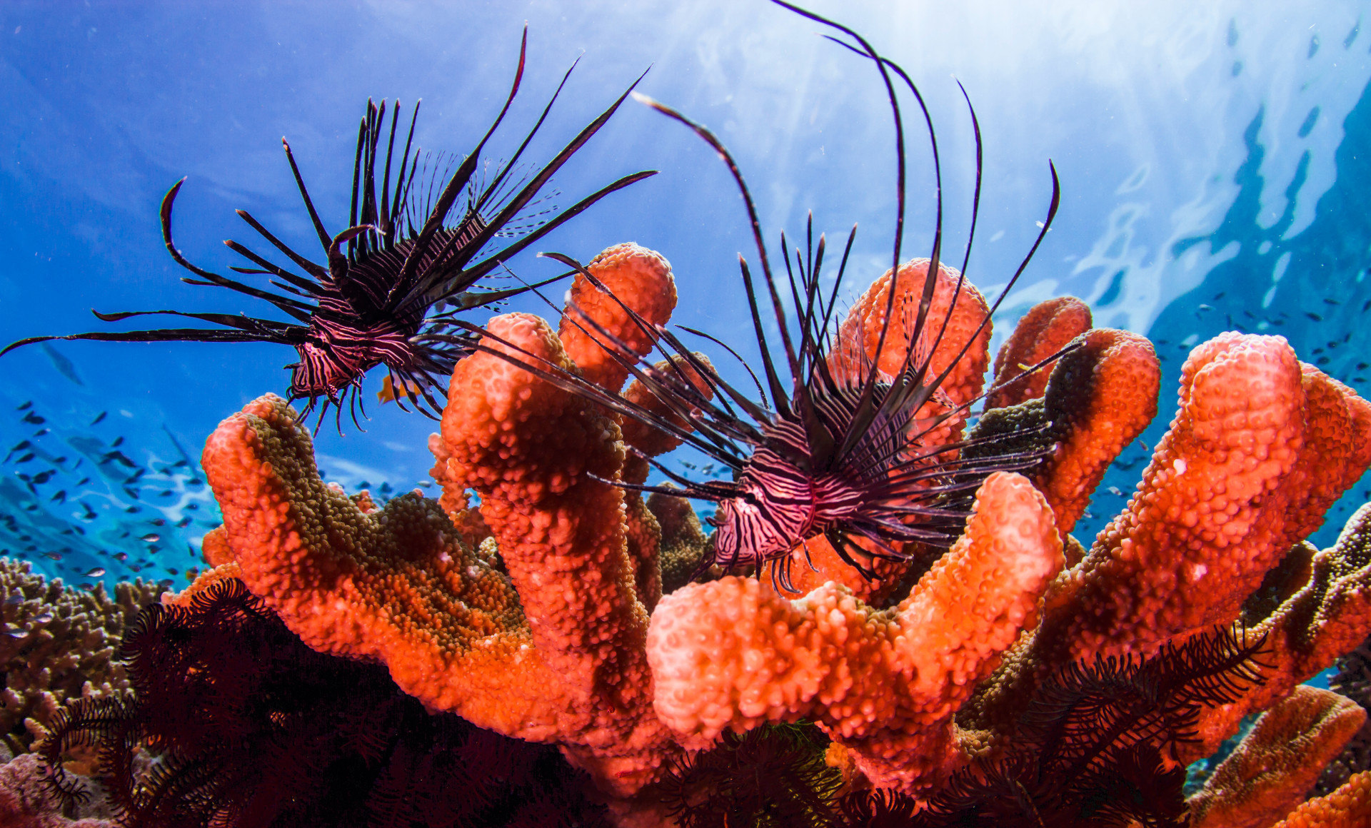 Maniguin dive site | PADI