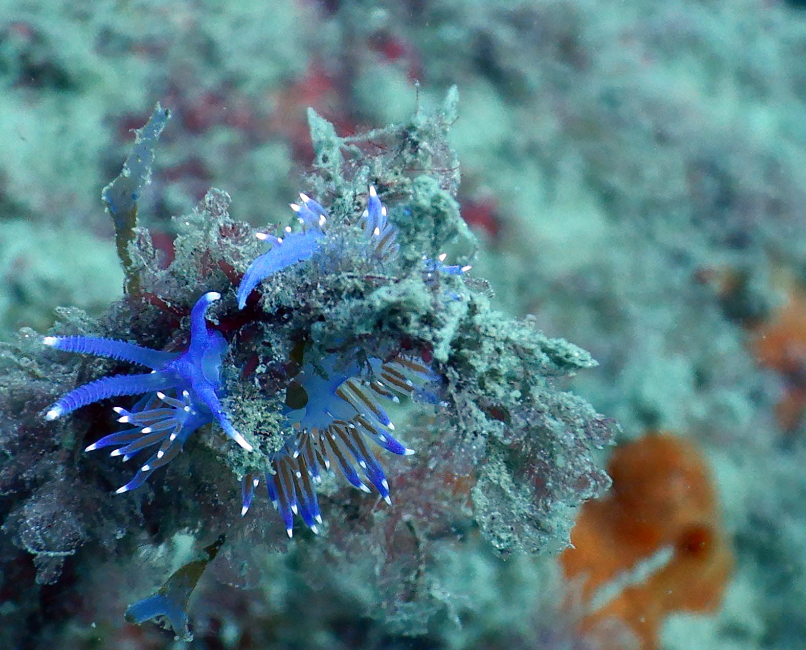 El Pináculo dive site | PADI