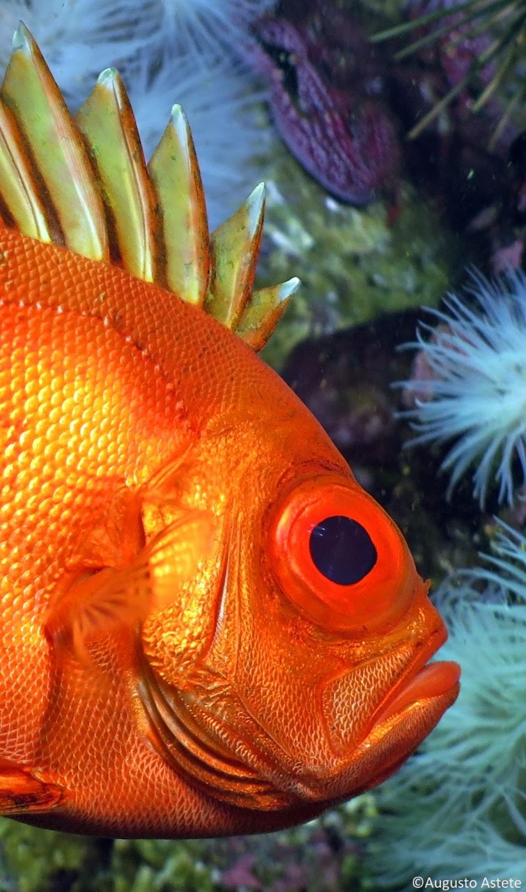 Pucusana dive site | PADI