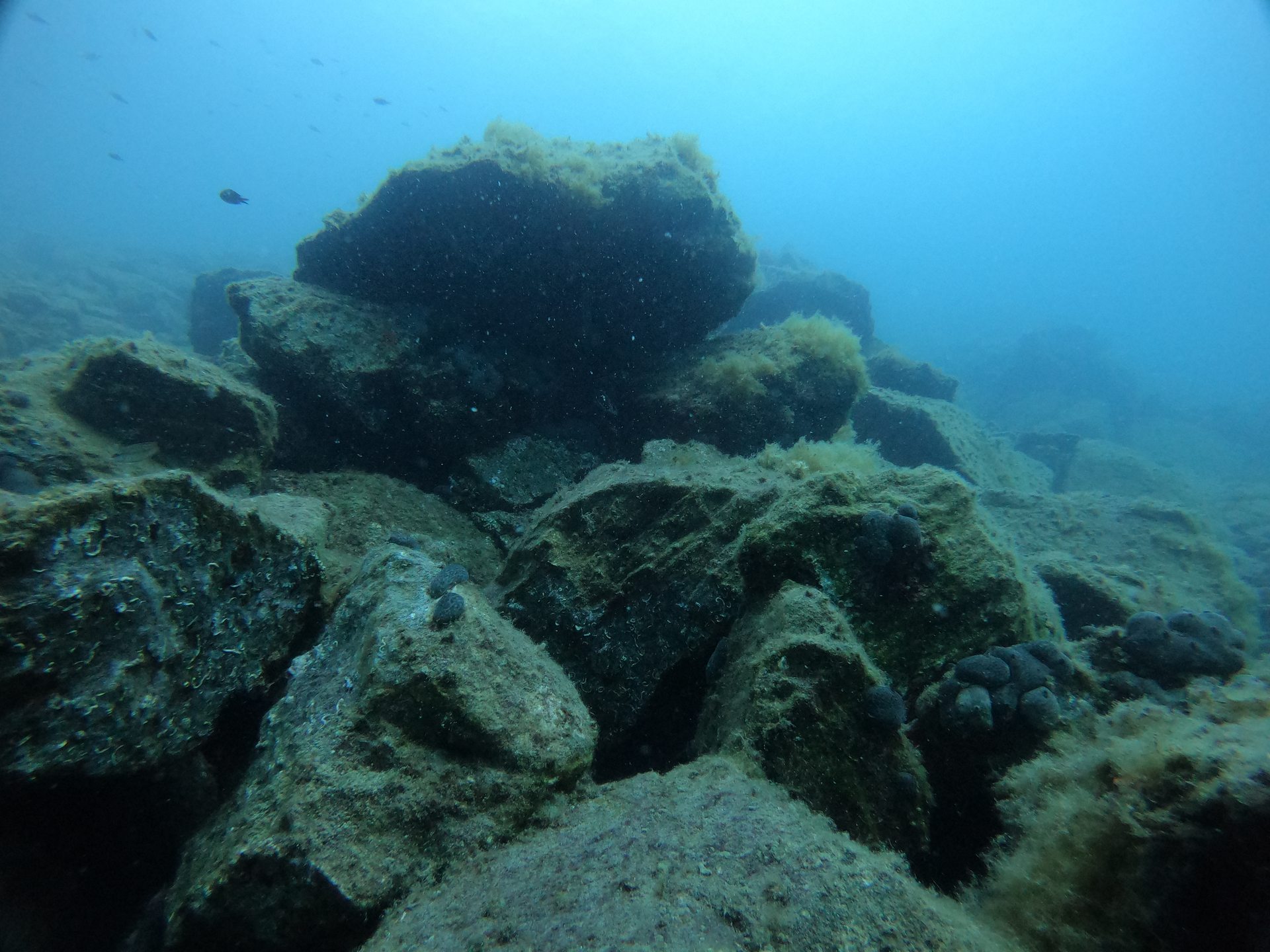 Ilia Evia Island dive site | PADI