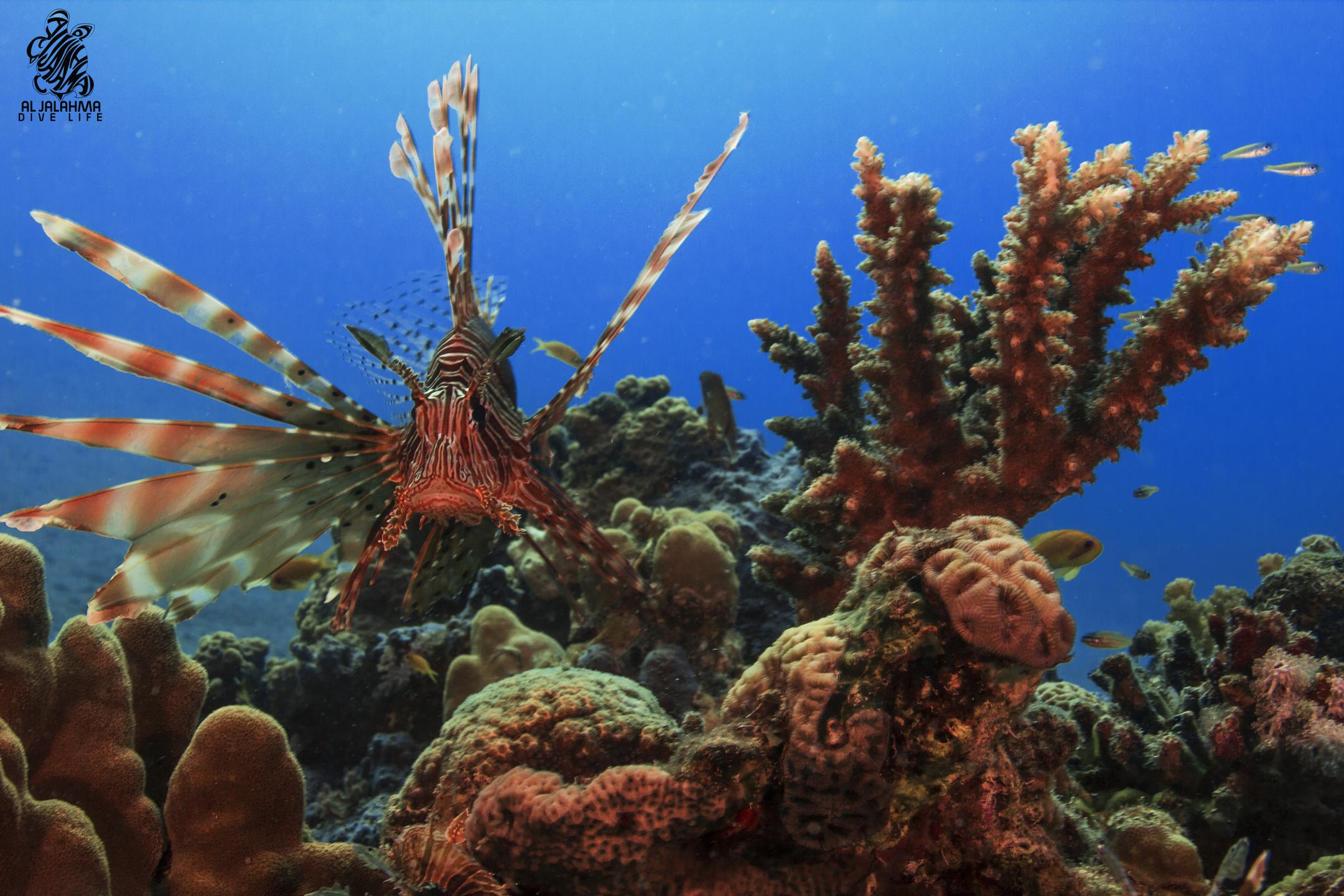 Oberoi House Reed dive site | PADI