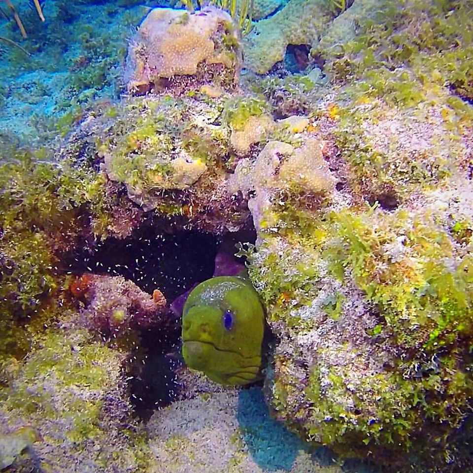 Emerald Reef dive site | PADI