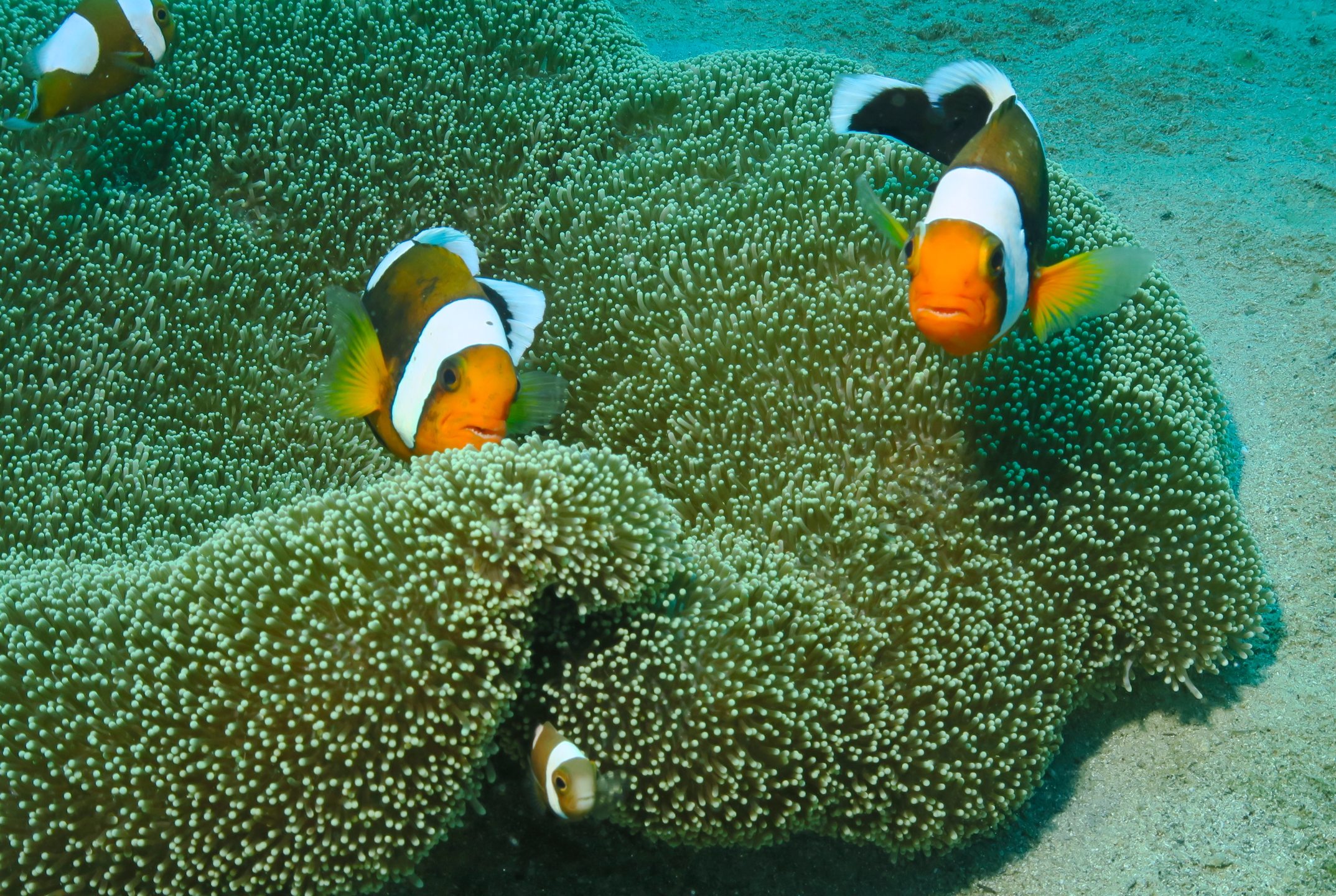 Turtle Island South Pt. dive site | PADI