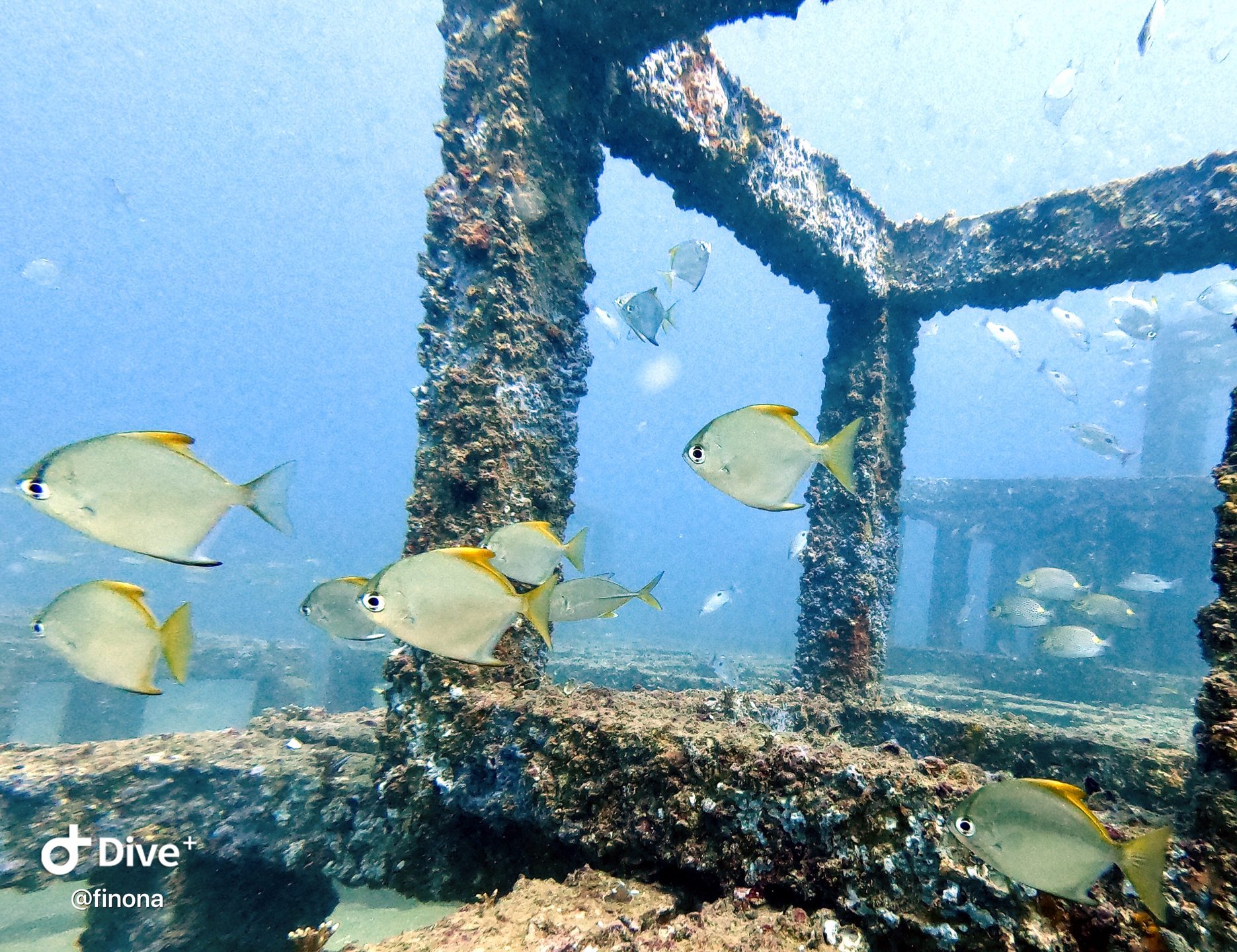 Artificial Reef dive site | PADI
