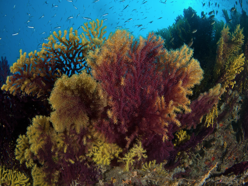 Il Grosso di Capraia dive site | PADI