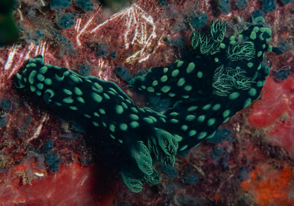 MV New Marine dive site | PADI